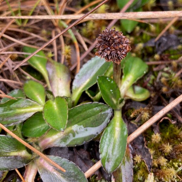 Yerba Gorda (Eryngium Humile) Plant Care & How to Grow, Water