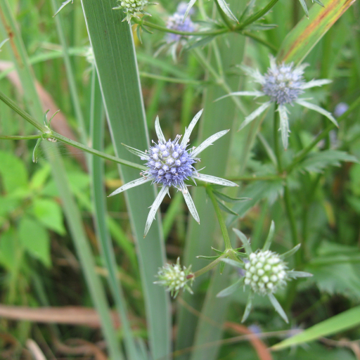 Blueflower Eryngo (Eryngium Integrifolium) Plant Care & How to Grow, Water