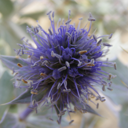 Sea Holly (Eryngium Maritimum) Plant Care & How to Grow, Water