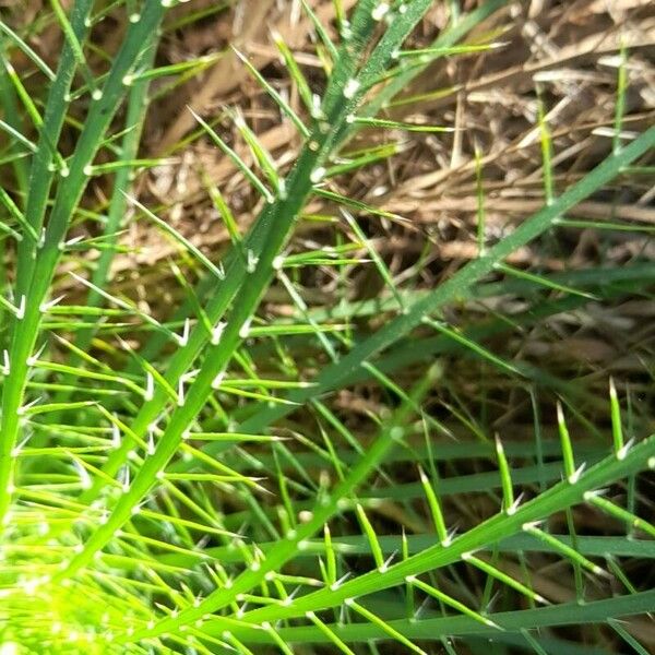 Eryngium Pristis Plant Care & How to Grow, Water
