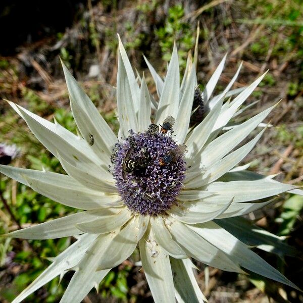 Mexican Sea Holly Eryngium Proteiflorum Plant Care How To Grow Water