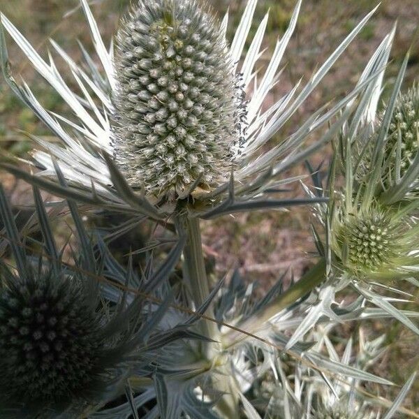 Silver Eryngo (Eryngium Spinalba) Care Guide: Water, Soil & Propagation ...