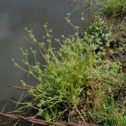 Coyote-Thistle (Eryngium Vaseyi) Care Guide: Water, Soil & Propagation ...