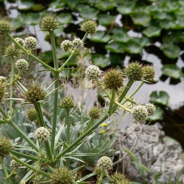 Eryngium Venustum Care Guide: Water, Soil & Propagation - Plantiary