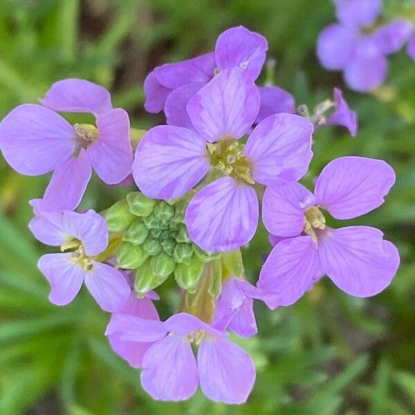 Erysimum Arbuscula Plant Care & How to Grow, Water