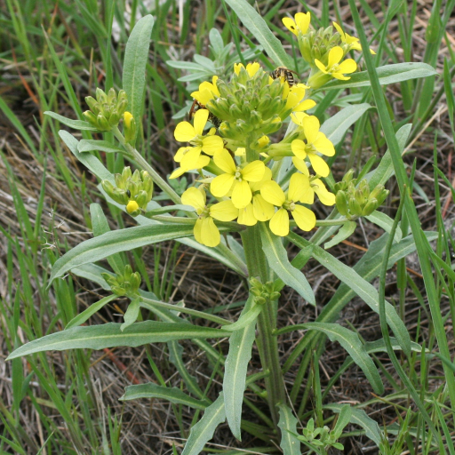 Western Wallflower (Erysimum Asperum) Plant Care & How to Grow, Water