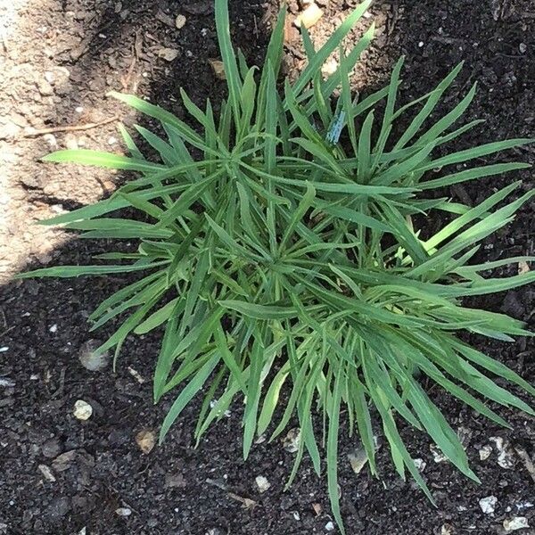 Erysimum Bicolor Plant Care & How to Grow, Water