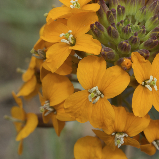 Sanddune Wallflower (Erysimum Capitatum) Plant Care & How to Grow, Water