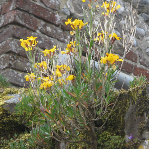 Wallflower (Erysimum Cheiri) Plant Care & How to Grow, Water