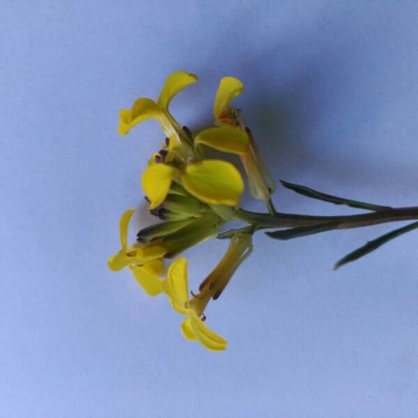 Gray Wallflower (Erysimum Diffusum) Care Guide: Water, Soil ...