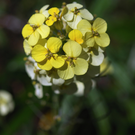 San Francisco Wallflower (Erysimum Franciscanum) Plant Care & How to ...