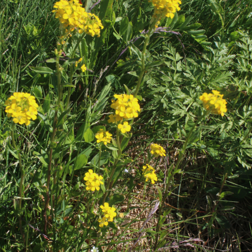 European Wallflower (Erysimum Hieraciifolium) Plant Care & How to Grow ...