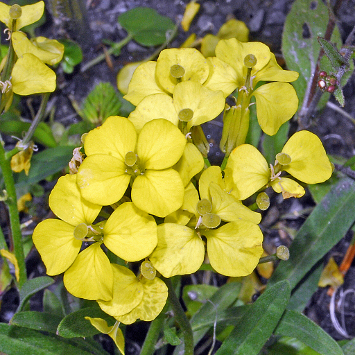 July Aava (Erysimum Jugicola) Plant Care & How to Grow, Water