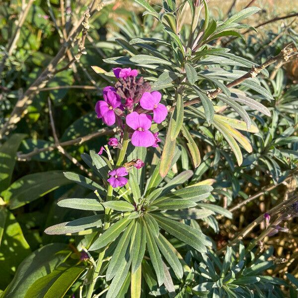 Alpine Wallflower (Erysimum Linifolium) Plant Care & How to Grow, Water