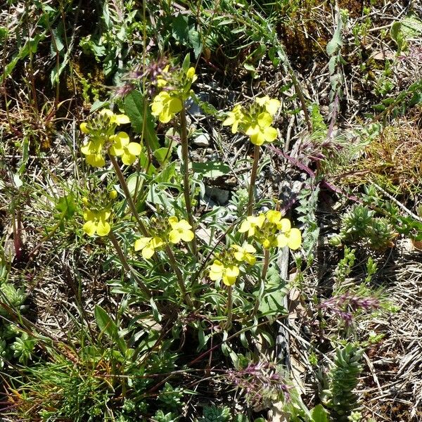 Decumbent Treacle-Mustard (Erysimum Ochroleucum) Plant Care & How to ...