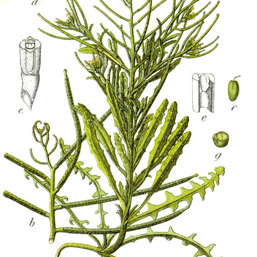 Spreading Wallflower Plant Care & How to Grow, Water