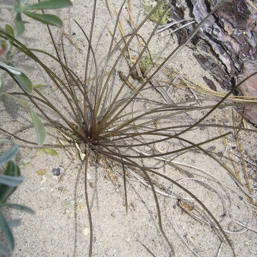 Ben Lomond Wallflower (Erysimum Teretifolium) Plant Care & How to Grow ...