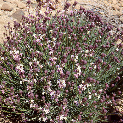 Erysimum Plant Care & How to Grow, Water