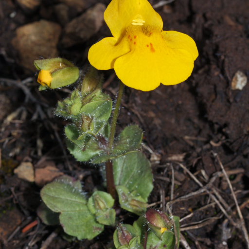 Common Monkey-Flower (Erythranthe Guttata) Care Guide: Water, Soil ...