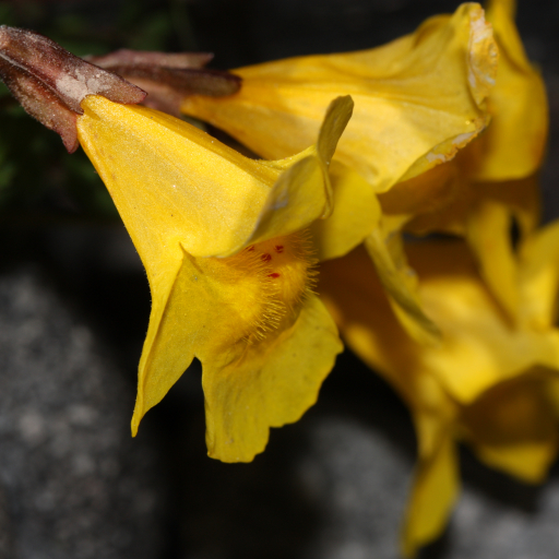 Tiling's Monkeyflower (Erythranthe Tilingii) Plant Care & How to Grow ...