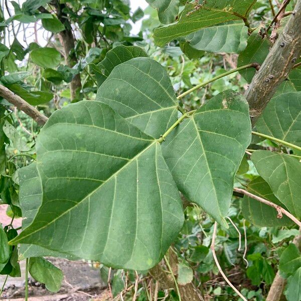 Amazon Coral Tree (Erythrina Amazonica) Plant Care & How to Grow, Water