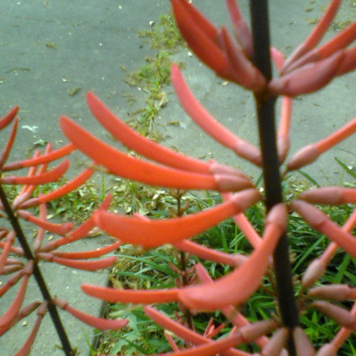 Naked Coral Tree (Erythrina Americana) Plant Care & How to Grow, Water