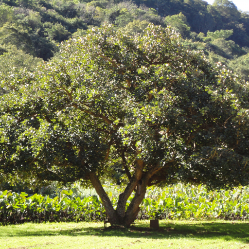 Kaffirboom (Erythrina Caffra) Plant Care & How to Grow, Water