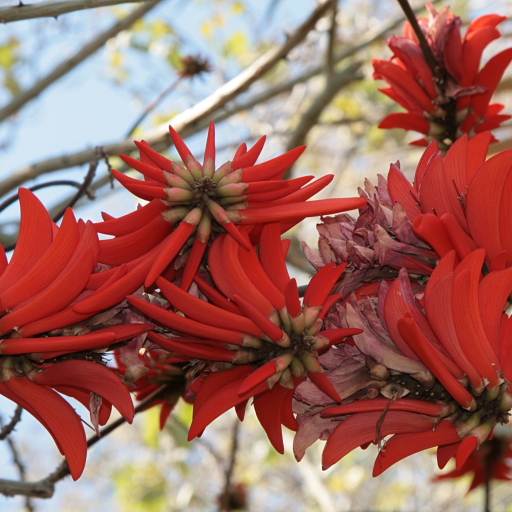 Shrove Tuesday (Erythrina Corallodendron) Plant Care & How to Grow, Water