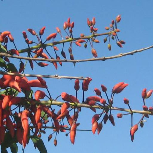 Brazilian Coral Tree (Erythrina Falcata) Plant Care & How to Grow, Water