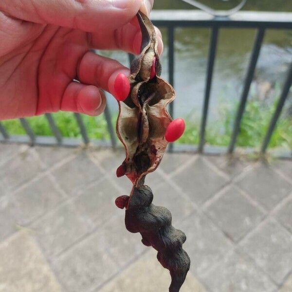 Erythrina Longipes Care Guide: Water, Soil & Propagation - Plantiary
