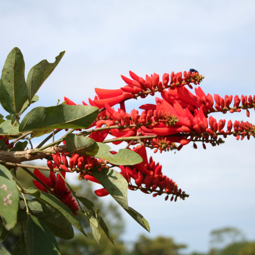 Senegal Coraltree (Erythrina Senegalensis) Plant Care & How to Grow, Water