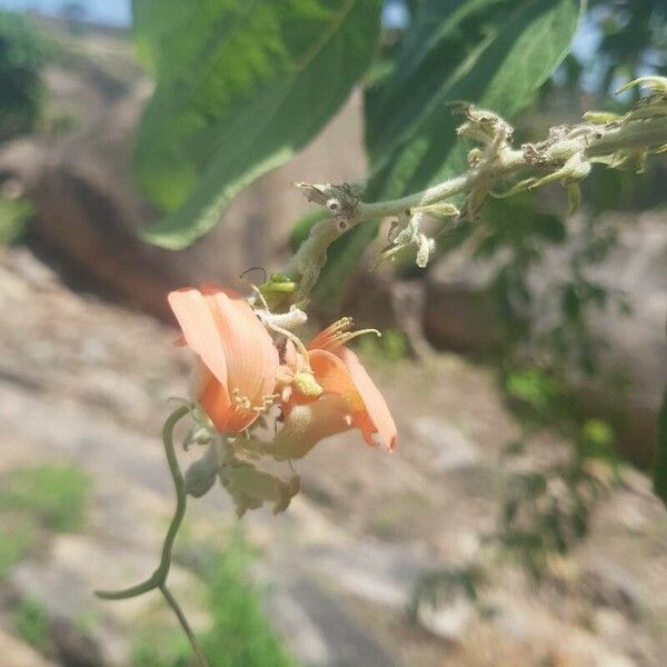 Erythrina Sigmoidea Plant Care & How to Grow, Water