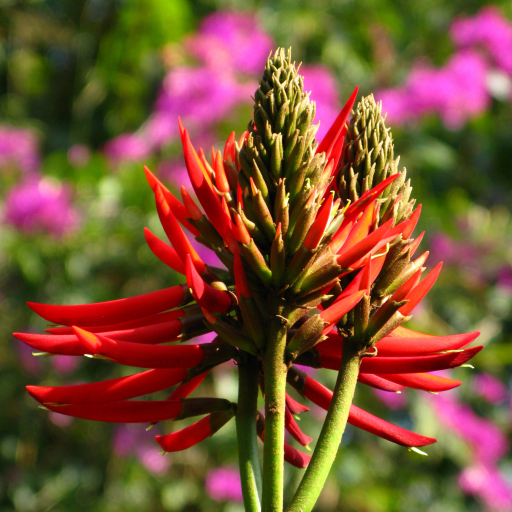Coral Tree (Erythrina Speciosa) Plant Care & How to Grow, Water