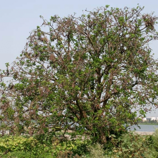 Indian Coral Tree (Erythrina Variegata) Care Guide: Water, Soil ...