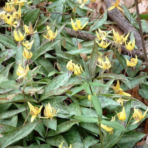 Yellow Trout Lily (Erythronium Americanum) Plant Care & How to Grow, Water
