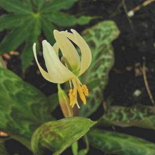 Cream Fawn Lily (Erythronium Citrinum) Plant Care & How to Grow, Water