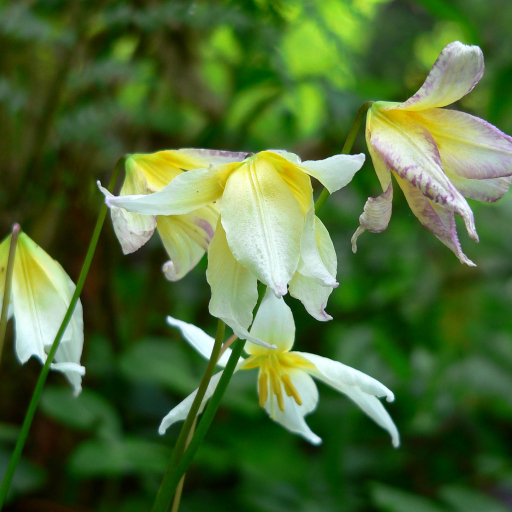 Napa Fawn Lily (Erythronium Helenae) Plant Care & How to Grow, Water