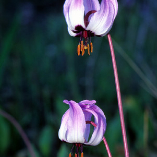 Henderson's Fawn-Lily (Erythronium Hendersonii) Plant Care & How to ...
