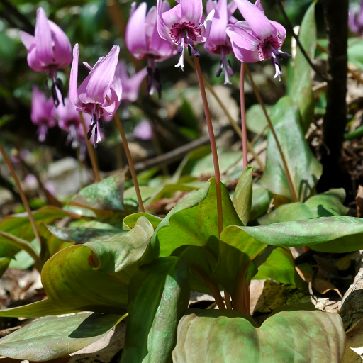 Asian Fawnlily (Erythronium Japonicum) Plant Care & How to Grow, Water