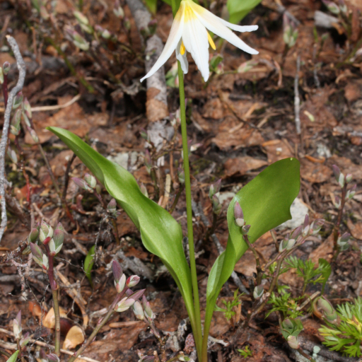 Avalanche Lily (Erythronium Montanum) Plant Care & How to Grow, Water