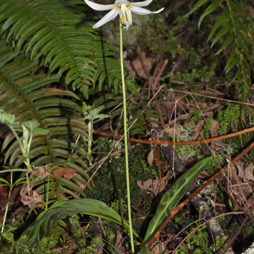 Giant Adder's-Tongue (Erythronium Oregonum) Plant Care & How to Grow, Water