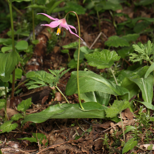 Mahogany Fawnlily (Erythronium Revolutum) Plant Care & How to Grow, Water