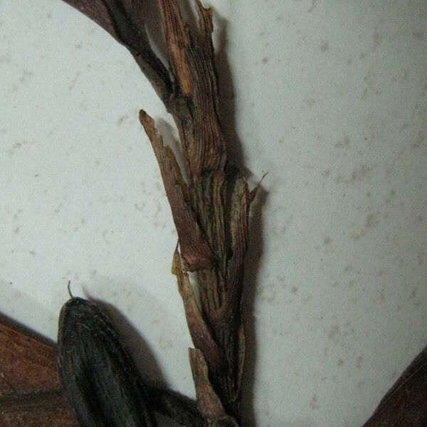 Erythroxylum Amazonicum Plant Care & How to Grow, Water