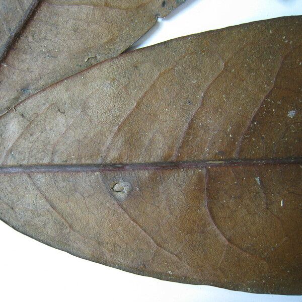 Erythroxylum Amplum Care Guide: Water, Soil & Propagation - Plantiary
