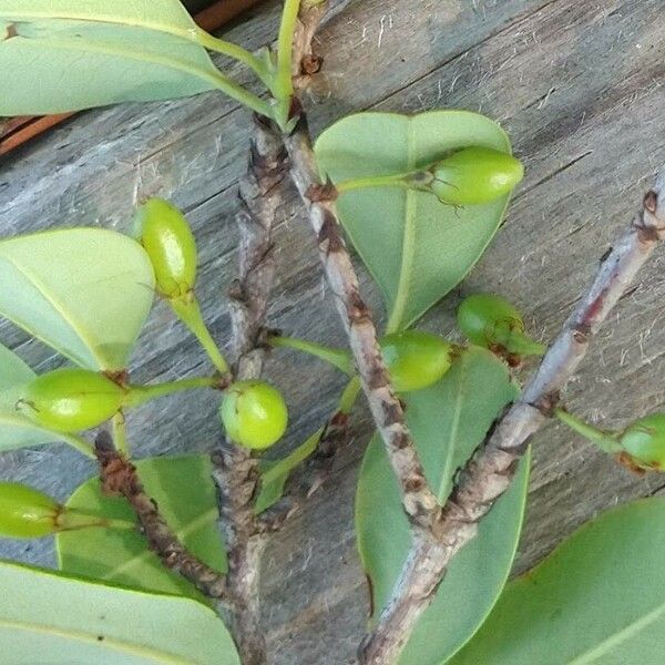 Erythroxylum Argentinum Plant Care & How to Grow, Water