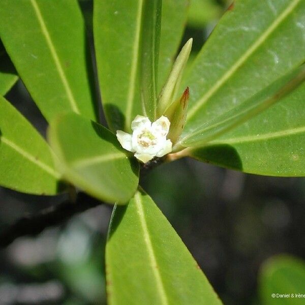 Erythroxylum Couveleense Care Guide: Water, Soil & Propagation - Plantiary