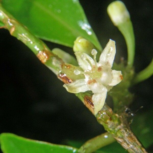 Erythroxylum Fimbriatum Care Guide: Water, Soil & Propagation - Plantiary