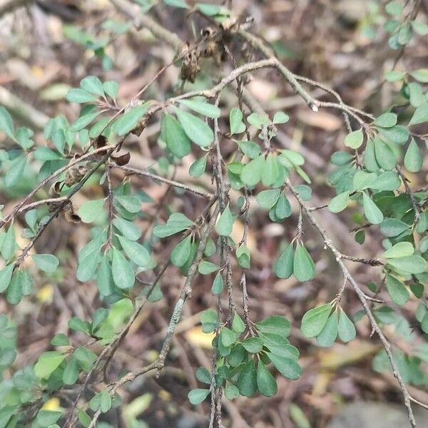 Erythroxylum Hypericifolium Plant Care & How to Grow, Water