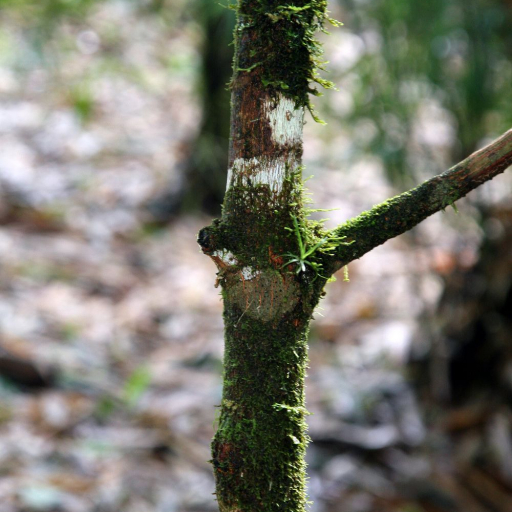 Erythroxylum Macrophyllum Care Guide: Water, Soil & Propagation - Plantiary