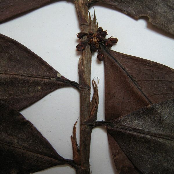 Erythroxylum Mucronatum Plant Care & How to Grow, Water
